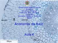 Anatomia Vegetal - Raiz - Slide de Anatomia Vegetal - Raiz - Docsity