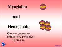 Myoglobin - Biochemistry - Lecture Slides - Docsity