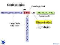 Sphingolipids - Biochemistry - Lecture Slides - Docsity