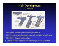 Hair Development - Introduction to Embryology - Lecture Slides - Docsity