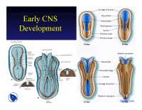 Early CNS Development - Introduction to Embryology - Lecture Slides ...