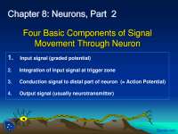 Components of Signal Movement through Neuron - Human Physiology ...
