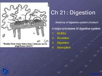 Anatomy of Digestive System - Human Physiology - Lecture Slides - Docsity