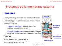 El periplasma - Apuntes de Microbiología - Docsity