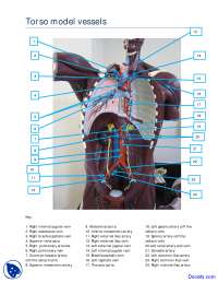 Torso Model Vessels - Human Anatomy - Handout - Docsity