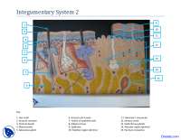 Integumentary System, Hair Shaft - Human Anatomy - Handout - Docsity