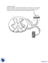Reflex Arc - Human Anatomy and Physiology - Quiz - Docsity