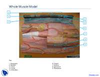 Whole Muscle Model - Human Anatomy - Handout - Docsity
