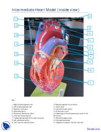 Inside View of Intermediate Heart Model - Human Anatomy - Handout ...
