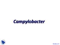 Campylobacter - Microbiology - Lecture Slides - Docsity