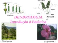 Resumo sobre a dendrologia - Aula de Botânica: introdução, fotossíntese ...