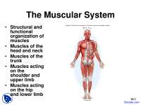 Muscular System -Human Physiology and Anatomy - Lecture Slides - Docsity