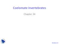 Coelomate Invertebrates - Animal Form, Function and Diversity - Lecture ...