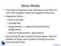 Slime Molds - Biology of Algae and Fungi - Lecture Slides - Docsity