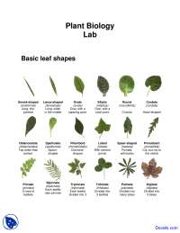 Basic Leaf Shapes - Introduction to Biology - Lab Handout - Docsity