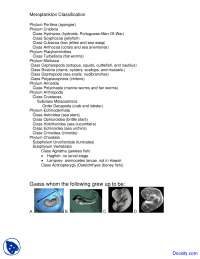 Meroplankton Classification - Coral Reef Lab and Field Studies ...