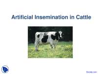 Artificial Insemination in Cattle, Beef - Animal Science - Lecture ...