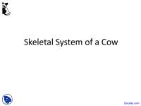 Skeletal System of a Cow, Beef - Animal Science - Lecture Slides - Docsity