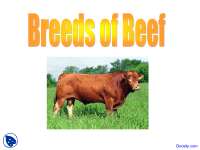 Breeds of Beef - Animal Science - Lecture Slides - Docsity