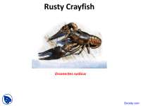 Rusty Crayfish - Invasive Species - Lecture Slides - Docsity