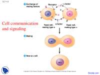 Cell Communication and Signaling - Fundamentals of Biology - Lecture ...