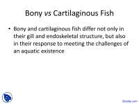 Bony Versus Cartilaginous Fish - Marine Biology - Lecture Slides - Docsity