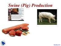 Swine Production, Swine - Animal Science - Lecture Slides - Docsity