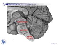 VAROLIJEV MOST, SREDNJI MOZAK, MALI MOZAK-slajdovi-Uporedna fiziologija ...