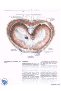 Ruski atlas-Skripta-Anatomija-Medicina (1) 8 | Rezime' predlog ...