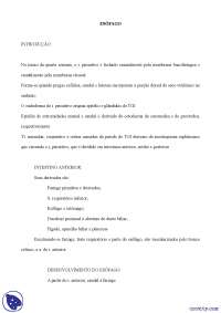 Formação do esôfago - Apostilas - embriologia - Docsity