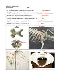 Heterocoelous - Comparative Vertebrate Anatomy - Quiz - Docsity