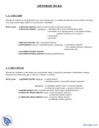 ARTERIJE VENE I LIMFATICI RUKE-Beleska-Anatomija-Medicina | Beleške ...