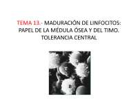 Maduración de linfocitos: papel de la médula ósea y del timo - Apuntes ...