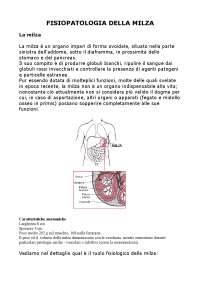 Appunti di Patologia generale - fisiopatologia della milza - Docsity
