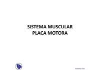 Sistema muscular y alteraciones de la placa motora - Apuntes ...