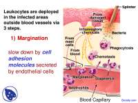 Margination - Water Management - Lecture Slide - Docsity