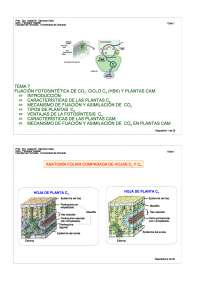 Fisología vegetal tema 7 - Apuntes de Fisiología de las Plantas - Docsity