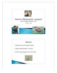 Nutria - Biological Invasions - Lecture Slides - Docsity