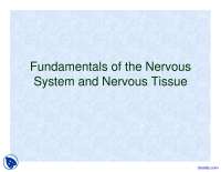 Fundamentals of Nervous System and Nervous Tissue - Docsity