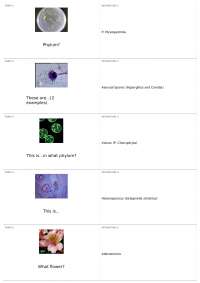 Lab Practical Slides | BIOL 1031 - ORGANISMAL BIOLOGY LABORATORY - Docsity