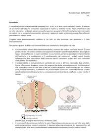 Neurofisiologia del cervelletto - Docsity