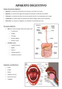 Apuntes aparato digestivo - Apuntes de Biología - Docsity