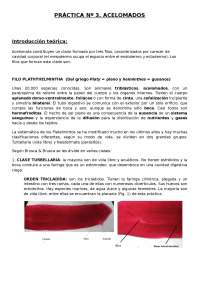Acelomados practica - Ejercicios de Biología - Docsity