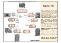Esquema esporulacion - Esquemas y mapas conceptuales de Microbiología - Docsity