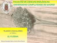 CARACTERÍSTICAS GENERALES El floema - Apuntes de Citología e Histología ...