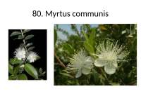 Myrtus communis Ficus carica - Apuntes de Botánica y Agronomía - Docsity