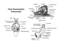 Clase Gasterópodos Pulmonados - Apuntes de Zoología - Docsity