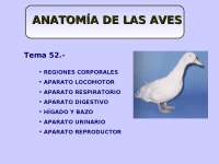 Anatomia aves - Apuntes de Anatomía - Docsity