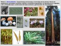 NIVELES MORFOLÓGICOS DE ORGANIZACIÓN PROTÓFITOS TALÓFITOS CORMÓFITOS ...