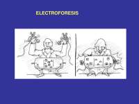 ELECTROFORESIS Arne Tiselius - Apuntes de Biología - Docsity